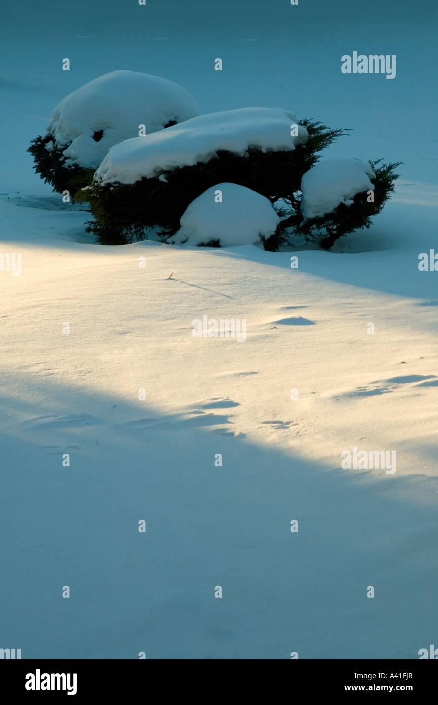 Late afternoon sunlight casts highlights and shadows across the backyard Stock Photo - Alamy
