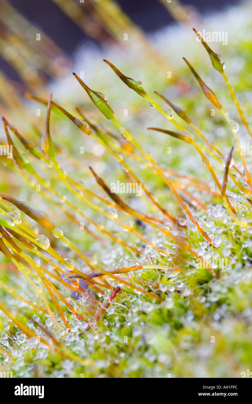 Peter moss hi-res stock photography and images - Alamy