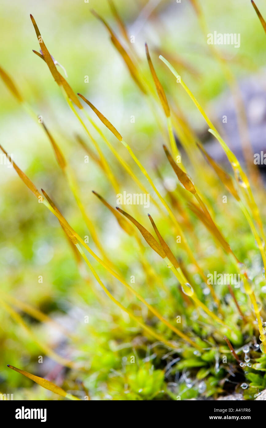Wall screw moss tortula muralis hi-res stock photography and images - Alamy