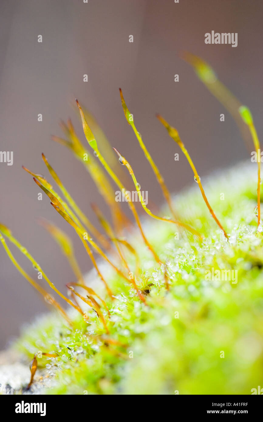 Wall screw moss tortula muralis hi-res stock photography and images - Alamy