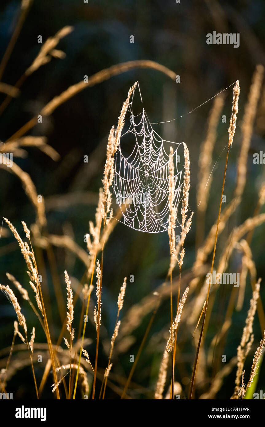 Northern Ontario Icons High Resolution Stock Photography and Images - Alamy