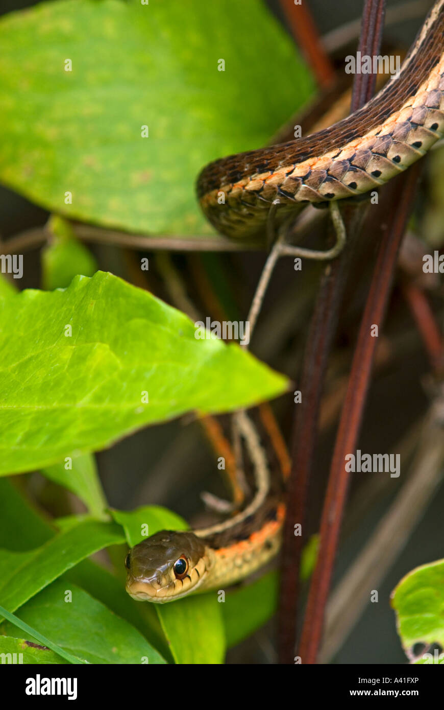 Canadian snake hi-res stock photography and images - Alamy