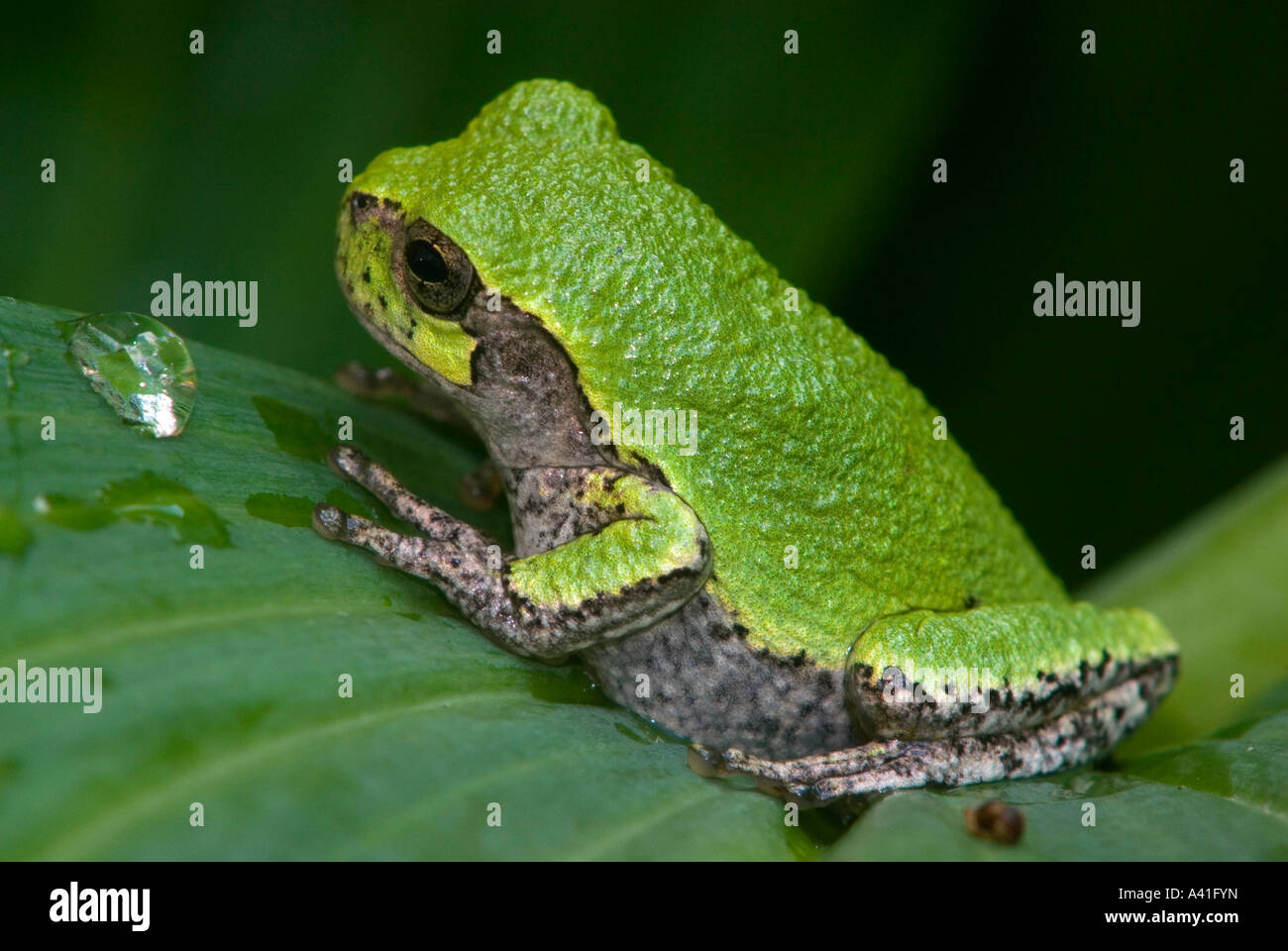 Eastern gray tree frog (Hyla versicolor) Ontario Stock Photo - Alamy