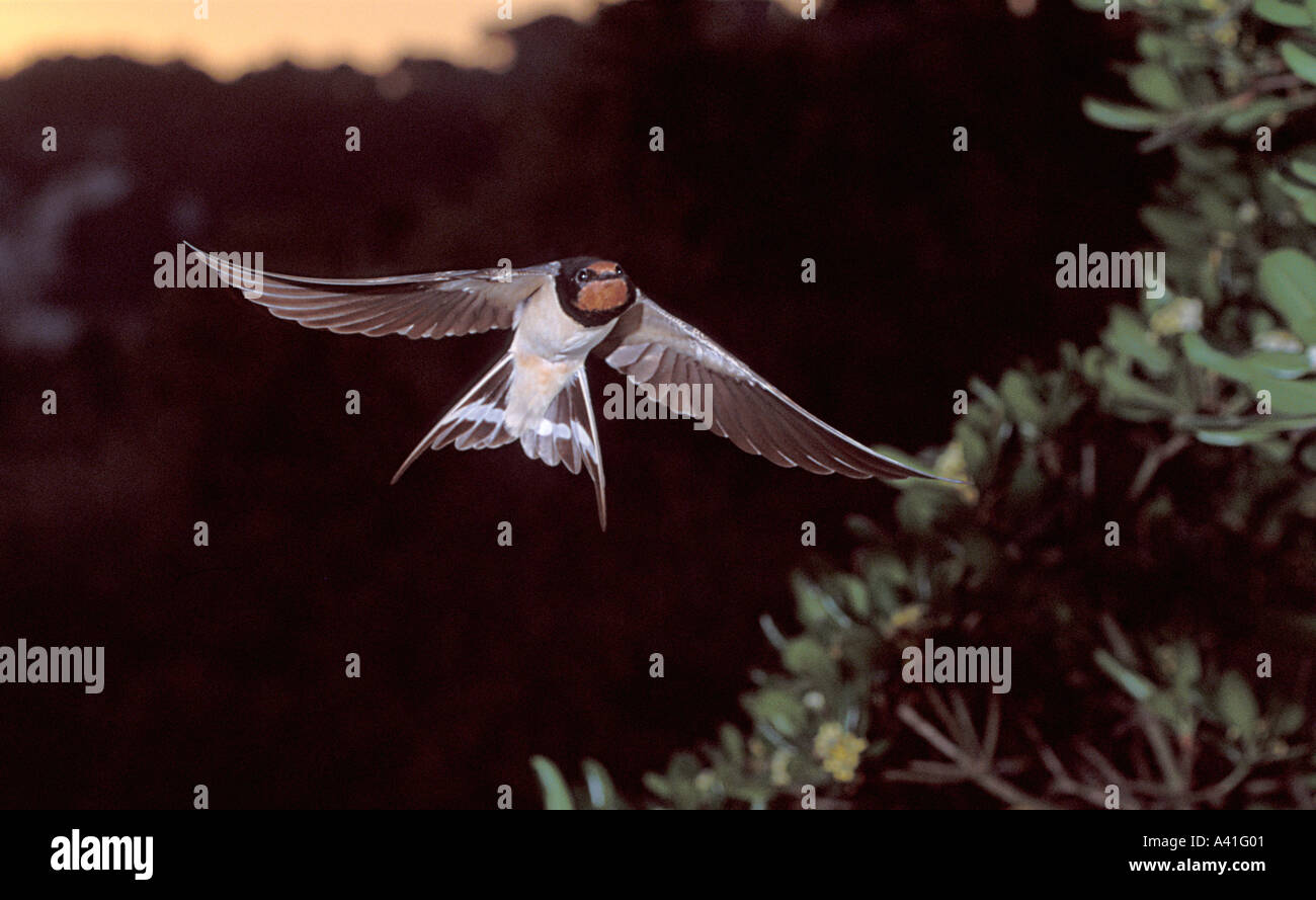 Barn swallows in flight hi-res stock photography and images - Alamy