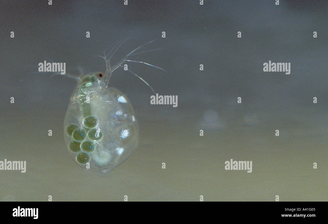 Daphnia sp hi-res stock photography and images - Alamy