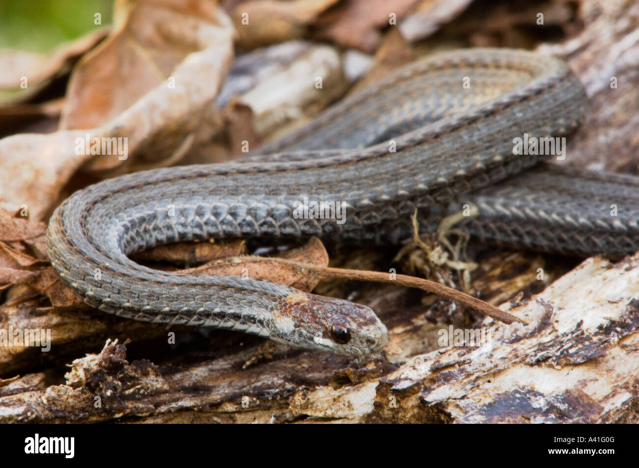 Red bellied snake (Storeria occipitomaculata) Ontario Stock Photo - Alamy