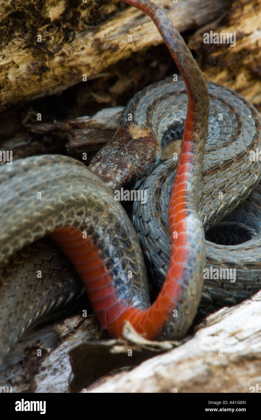 Red bellied snake hi-res stock photography and images - Alamy