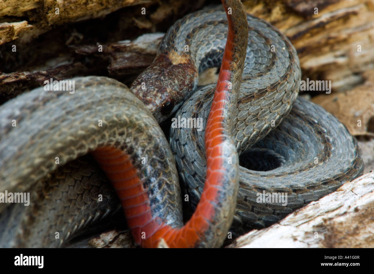 Red bellied snake hi-res stock photography and images - Alamy