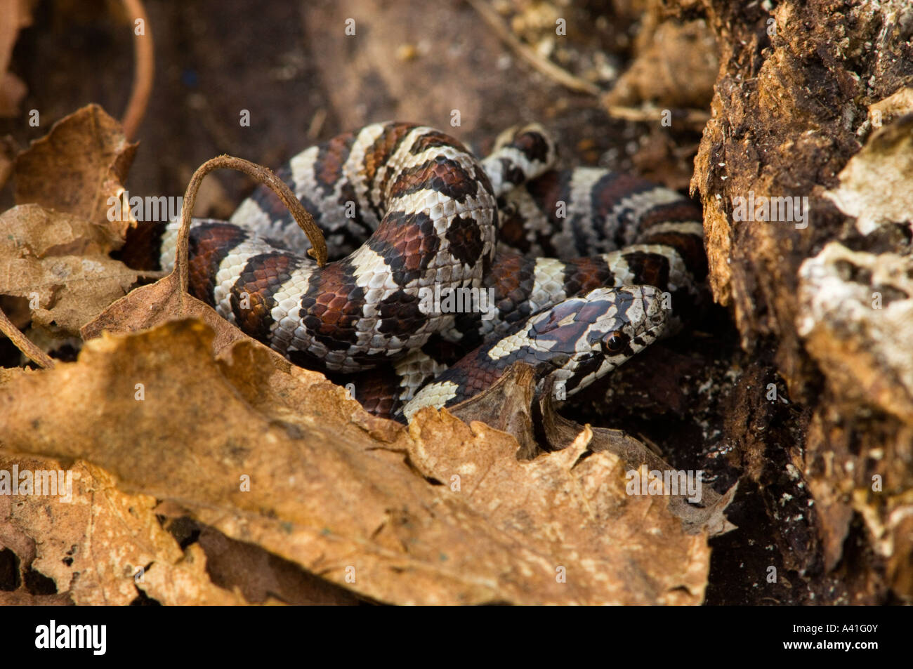 Milk Snake Poisonous