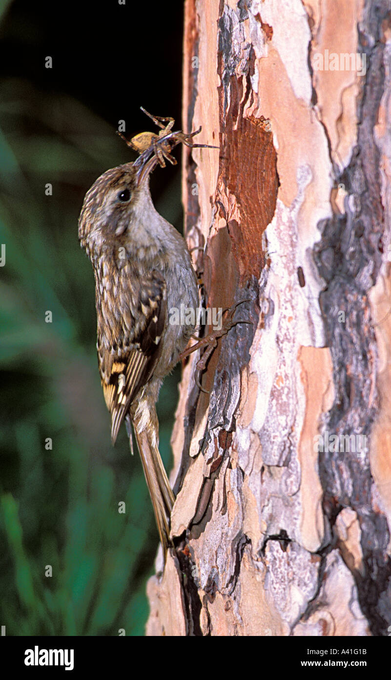Short toed treecreper hi-res stock photography and images - Alamy