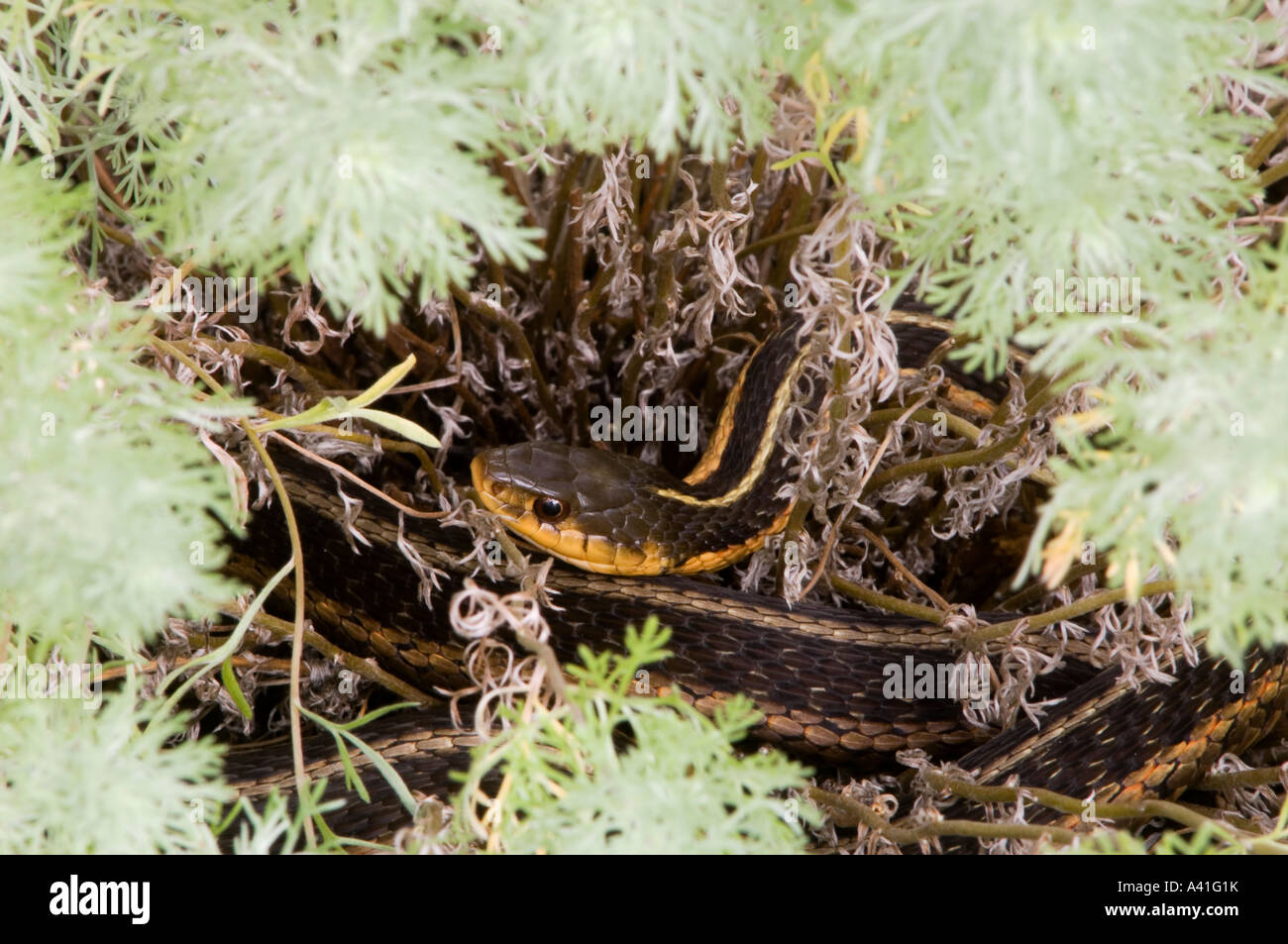 Ontario snakes hi-res stock photography and images - Alamy