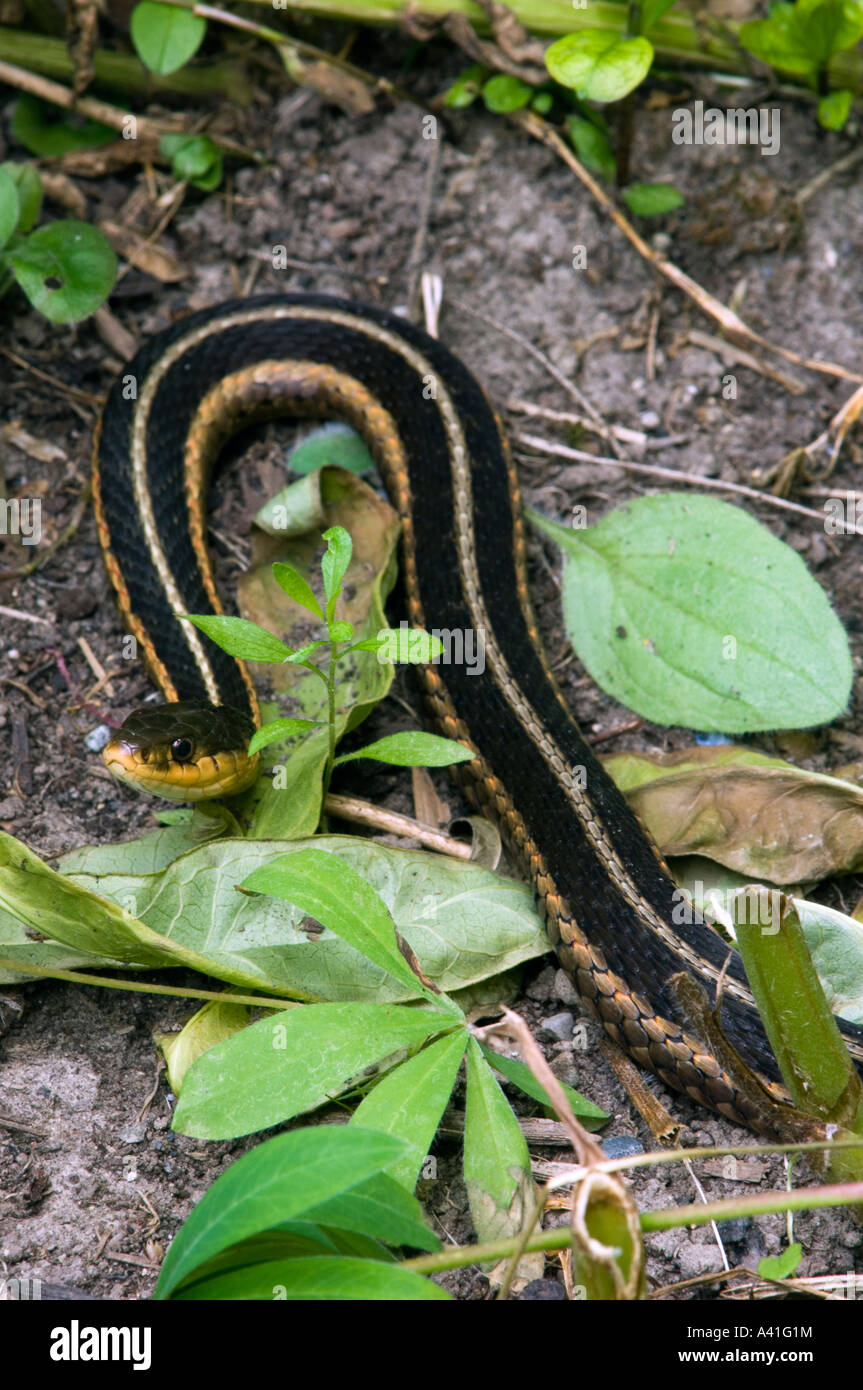 Ontario snakes hi-res stock photography and images - Alamy