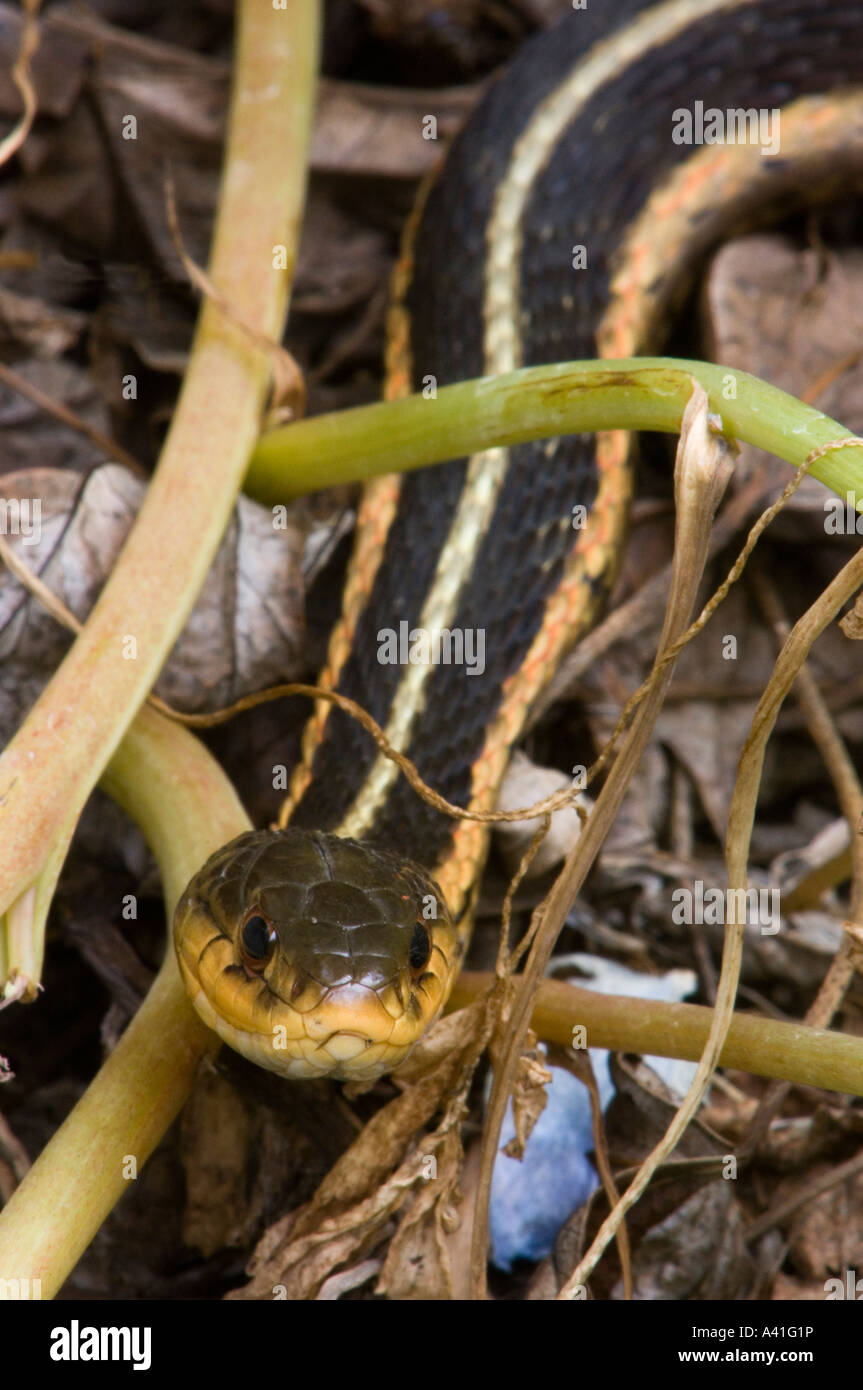 Garter Snake (Thamnophis sirtalis) Ontario Stock Photo - Alamy