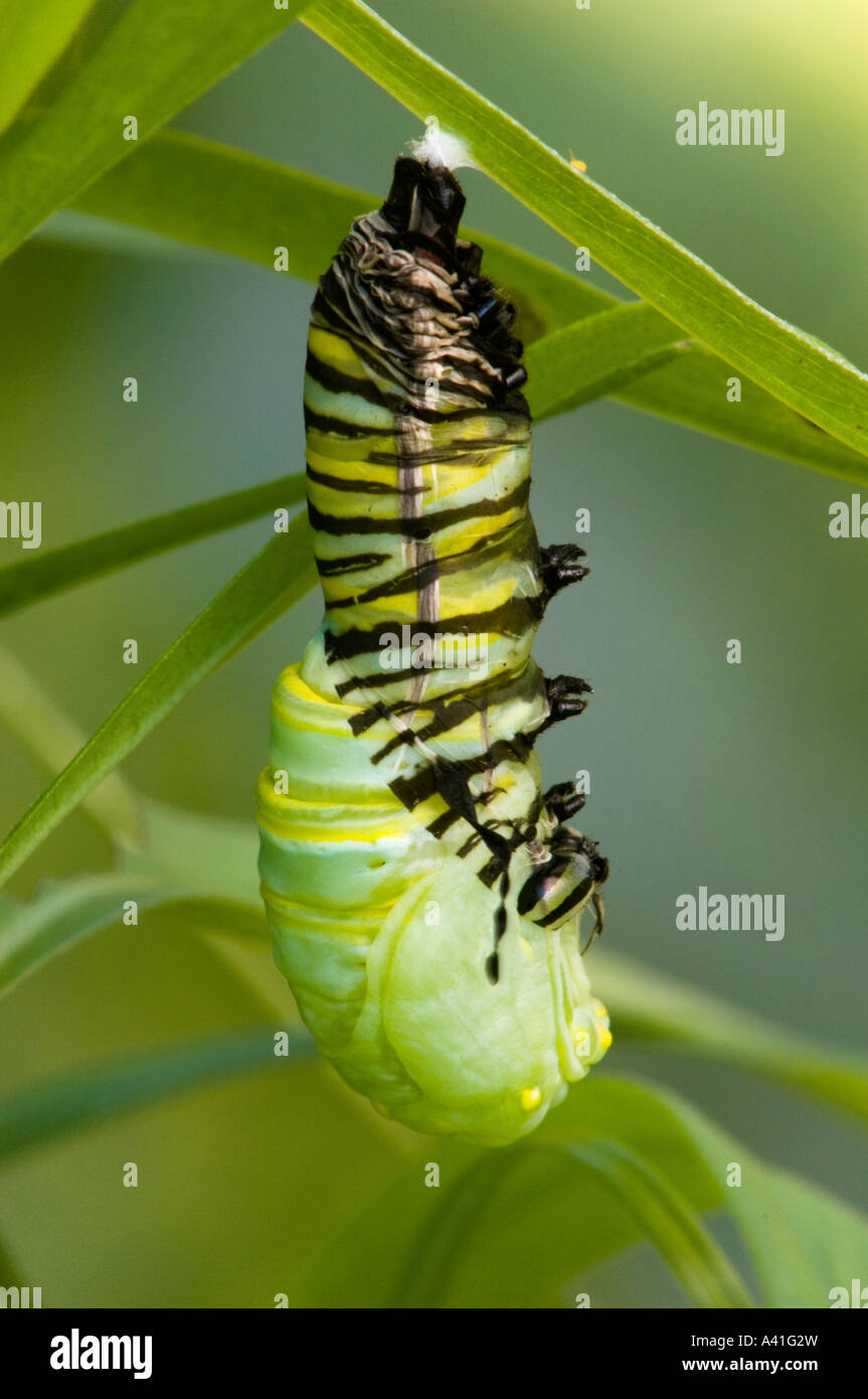 Chrysallis stage ontario hi-res stock photography and images - Alamy