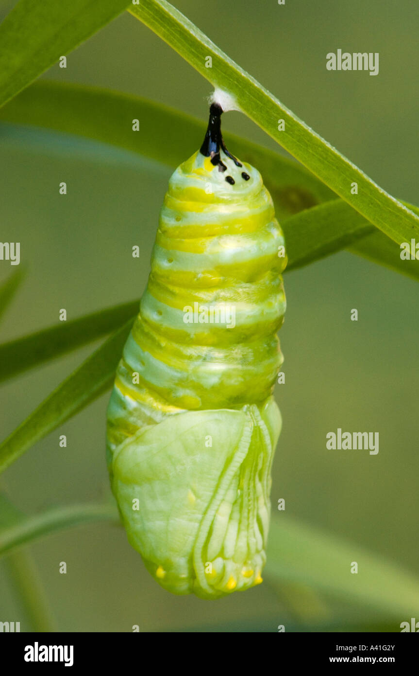Monarch butterfly (Danaus plexippus) Caterpillar in J position newly ...