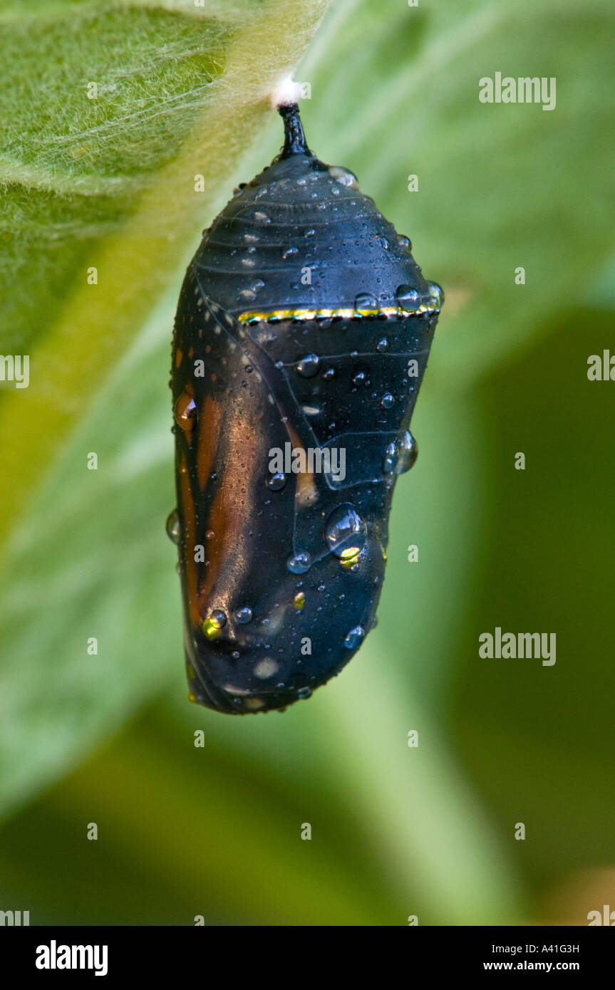 Monarch butterfly (Danaus plexippus) chrysallis late stage Ontario ...