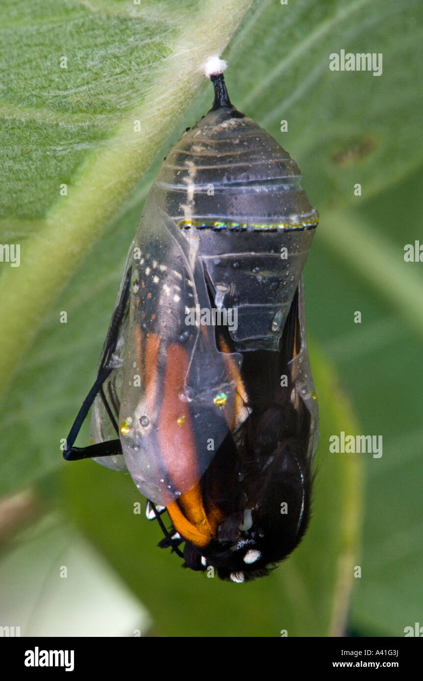 Adult stage of butterfly hi-res stock photography and images - Alamy