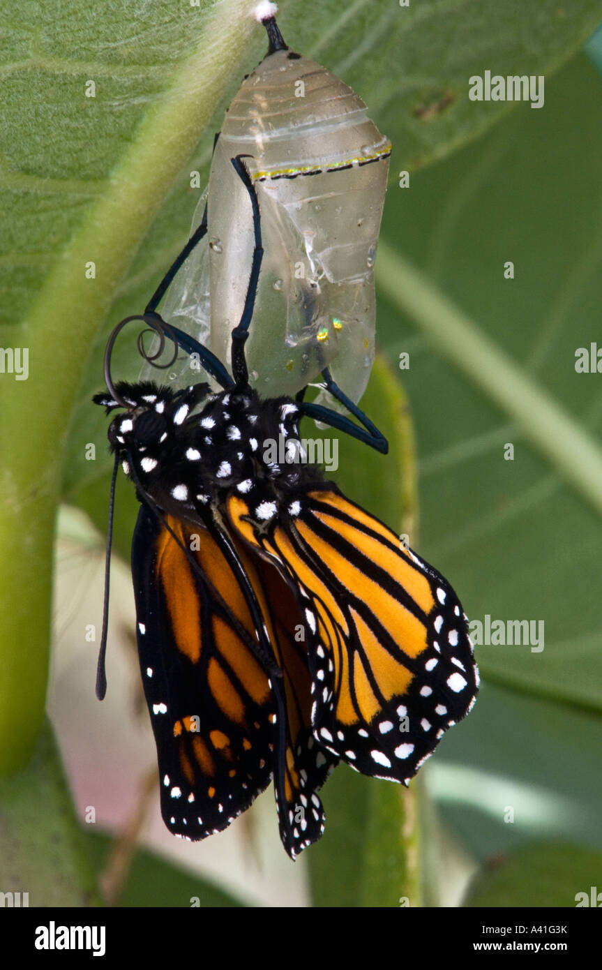 Monarch butterfly (Danaus plexippus) chrysallis late stage emergent ...
