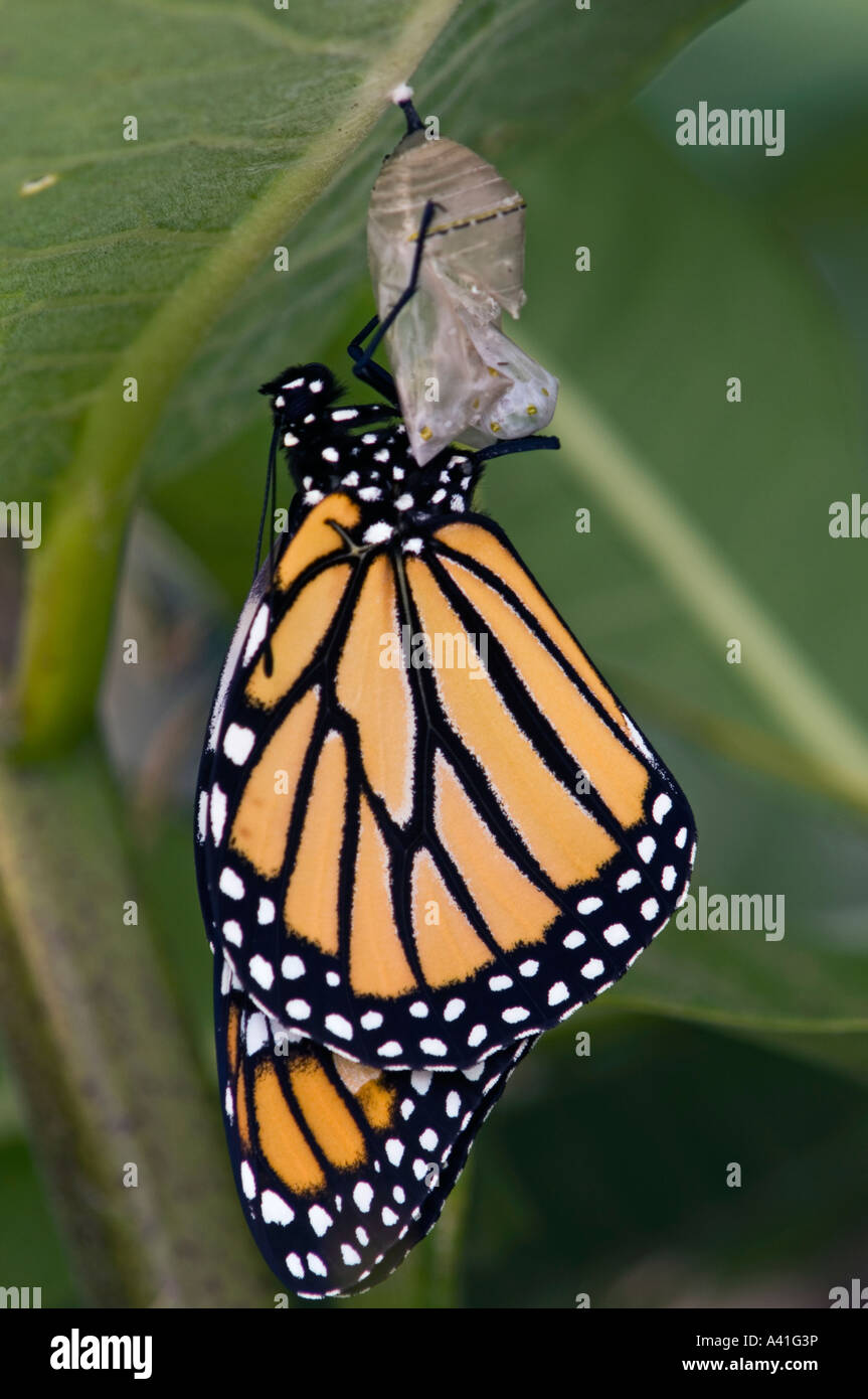 Monarch butterfly (Danaus plexippus) chrysallis late stage emergent ...