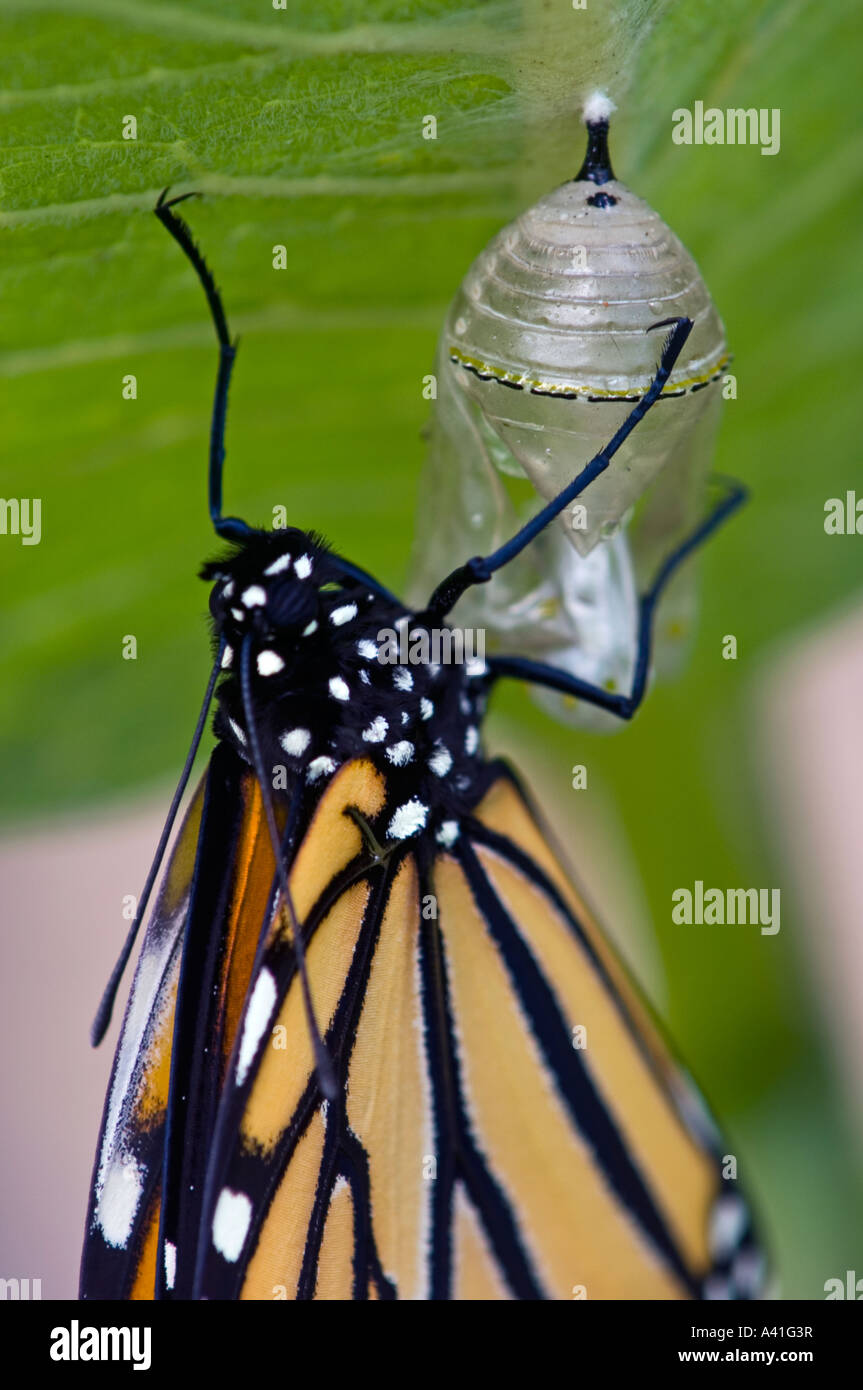 Adult stage of life cycle hi-res stock photography and images - Alamy