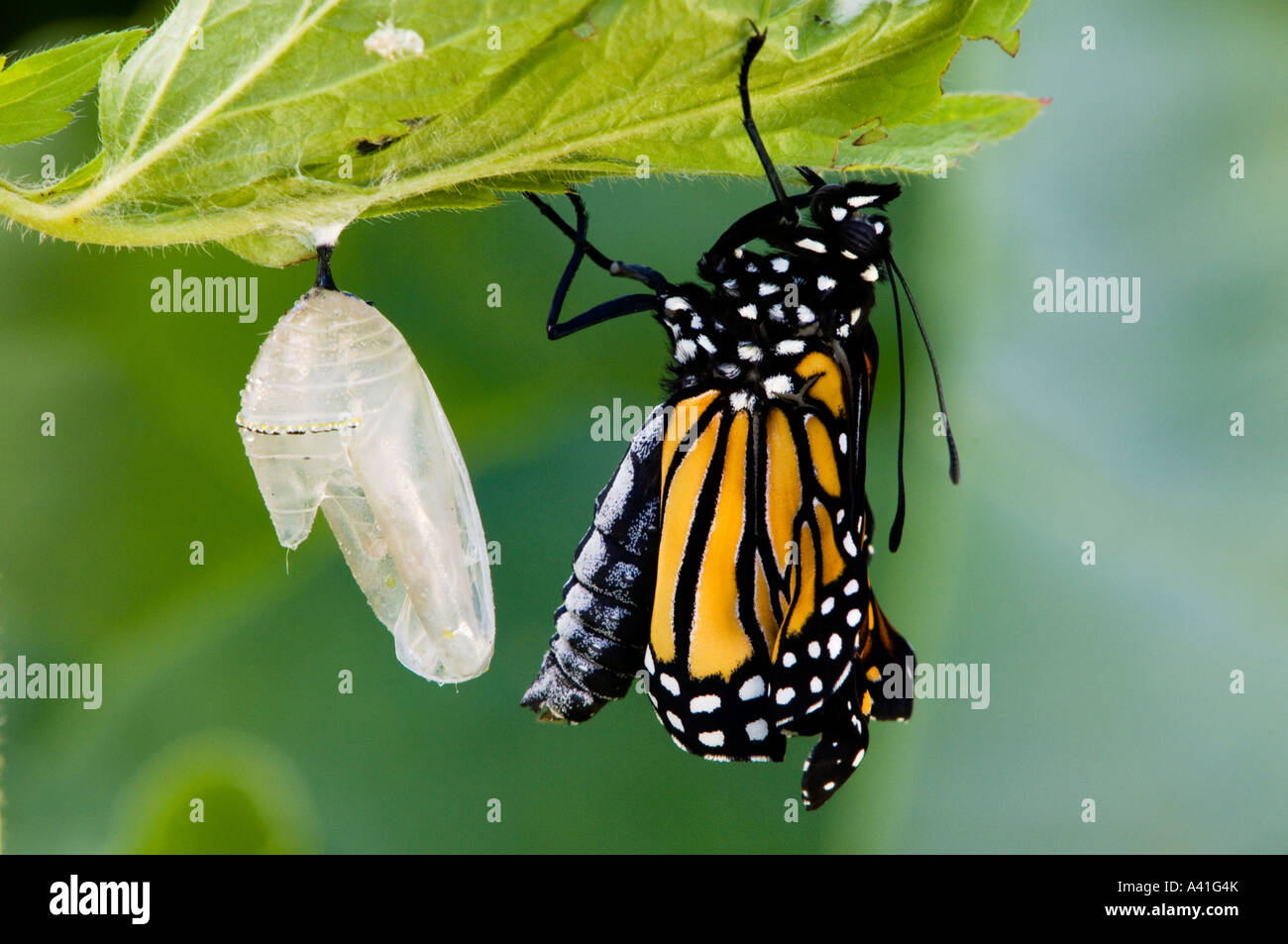 Monarch Butterfly Danaus Plexippus Emerged Adult Inflating Wings