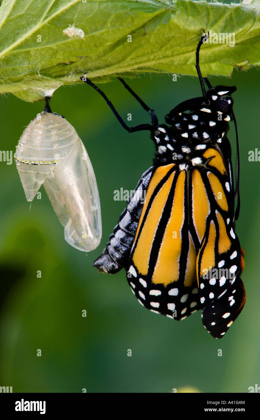 Monarch Butterfly Cocoon Stock Photos & Monarch Butterfly Cocoon Stock ...