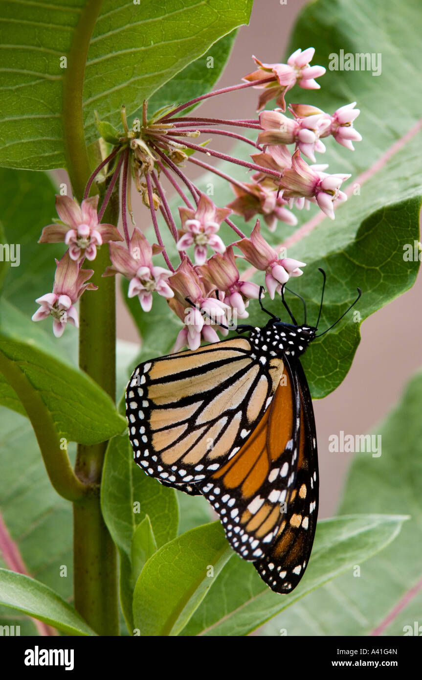 Monarch butterfly (Danaus plexippus) Adult nectaring on milkweed ...