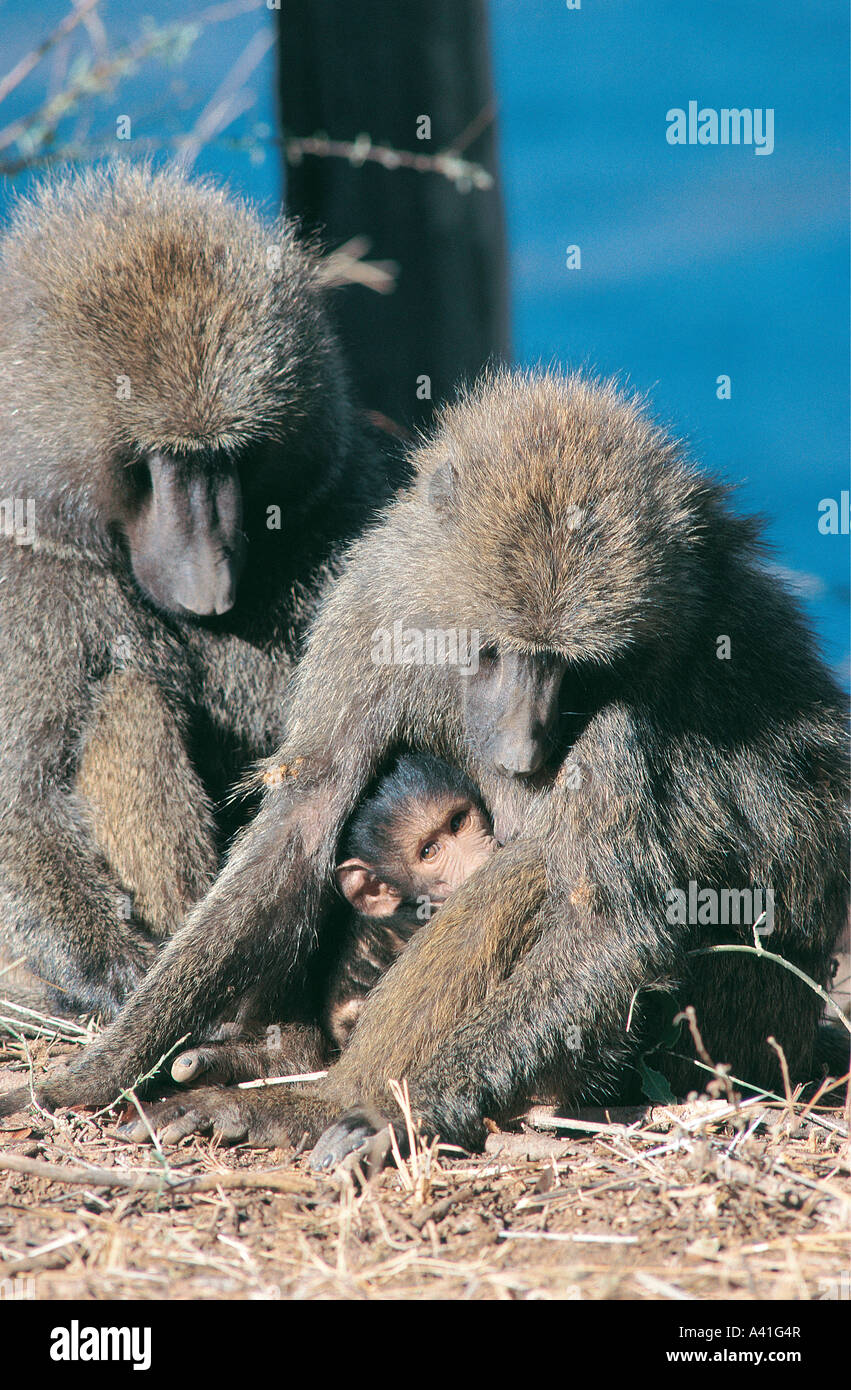 Female Olive Baboon cuddling her bay whilst a mature male looks on with ...