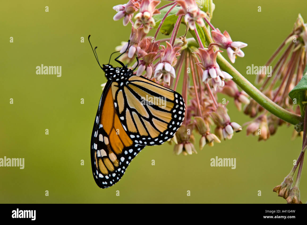 Monarch butterfly (Danaus plexippus) Adult nectaring on milkweed ...
