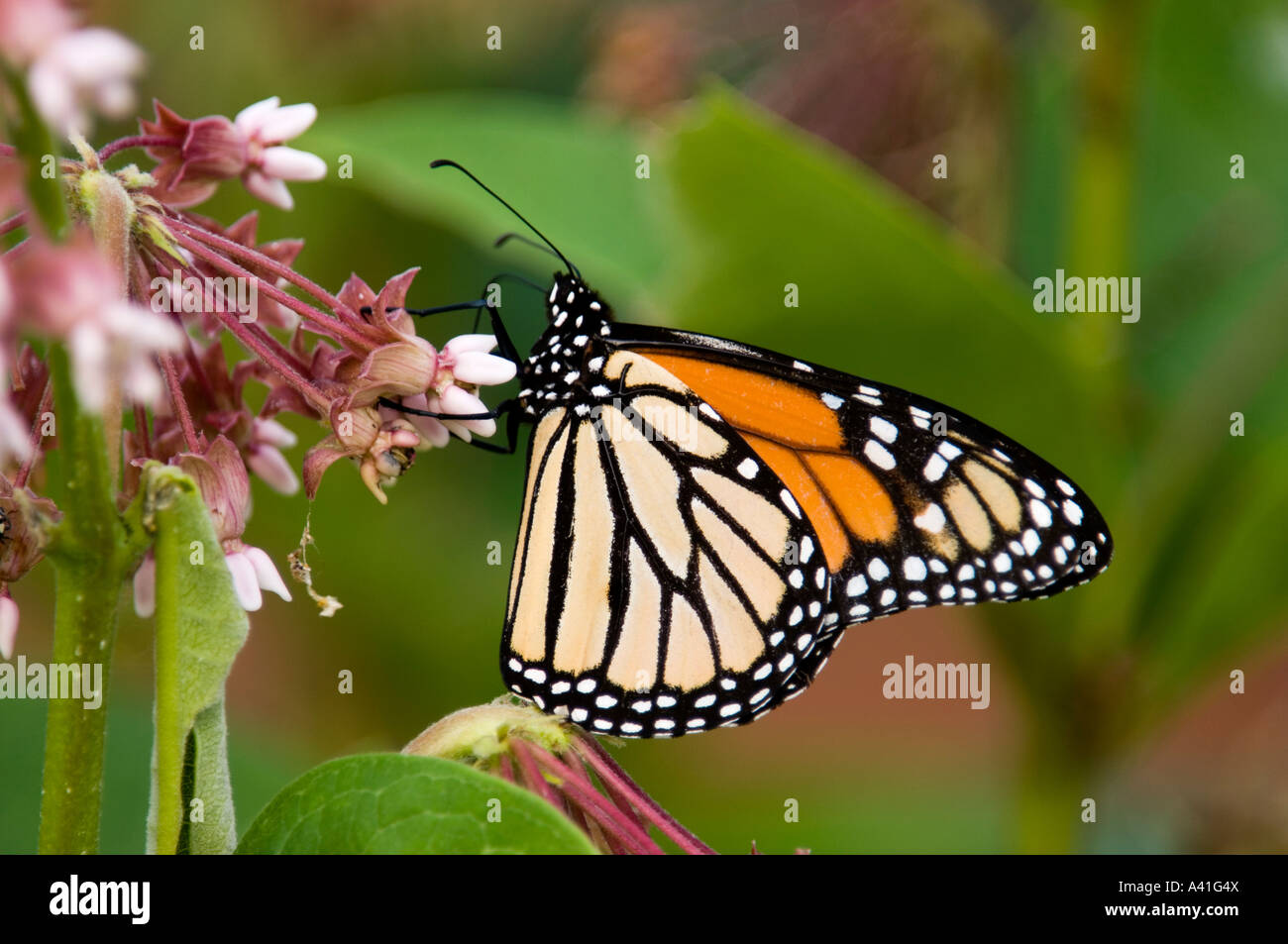 Monarch butterfly (Danaus plexippus) Adult nectaring on milkweed ...