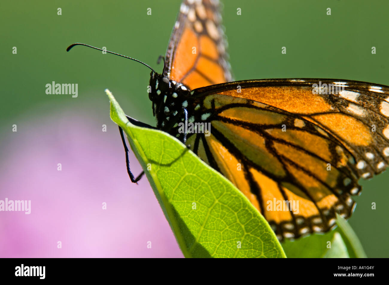 Monarch butterfly (Danaus plexippus) Adult resting on milkweed Ontario ...