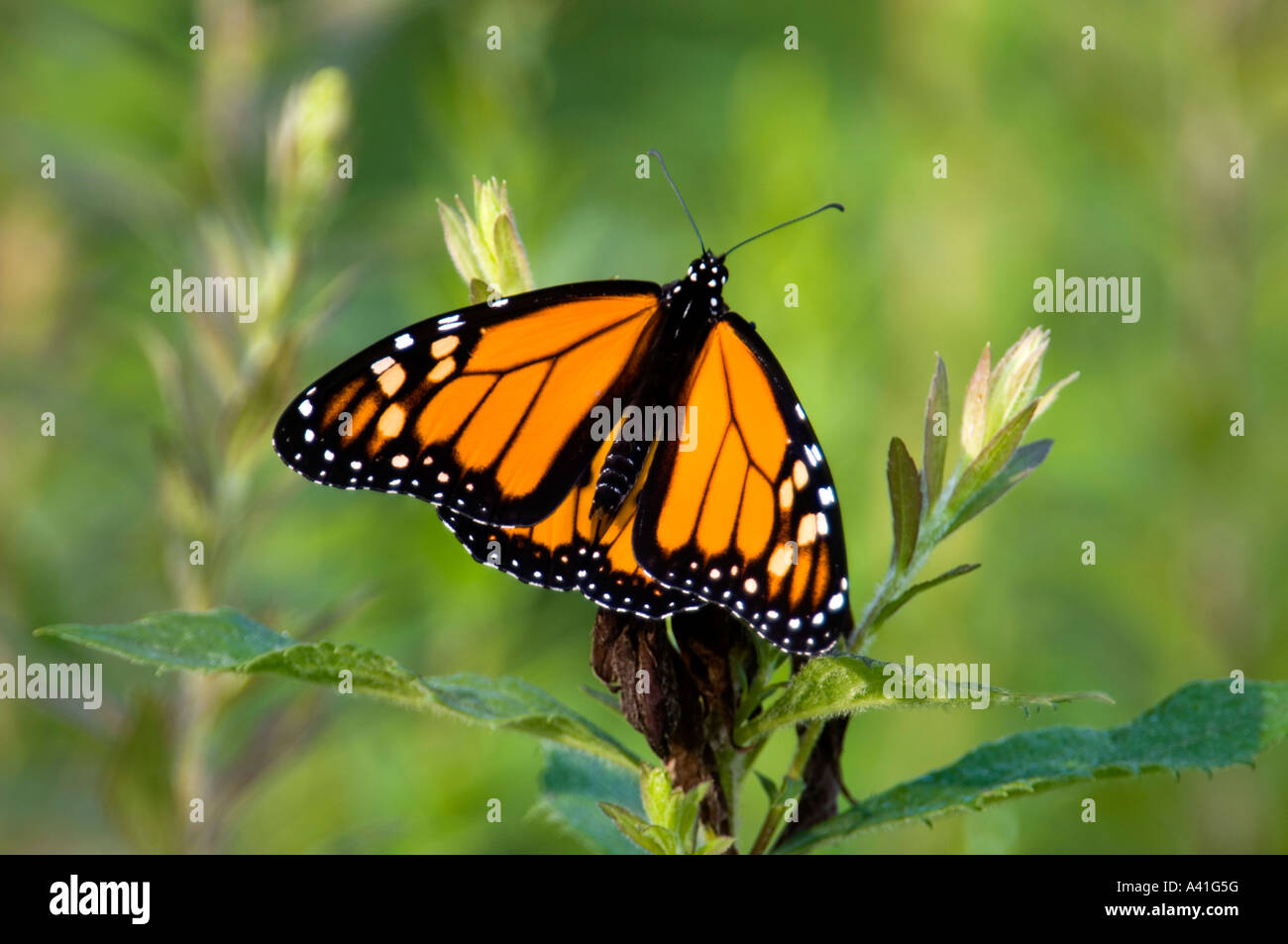 Monarch butterfly (Danaus plexippus) Adult resting on milkweed Ontario ...