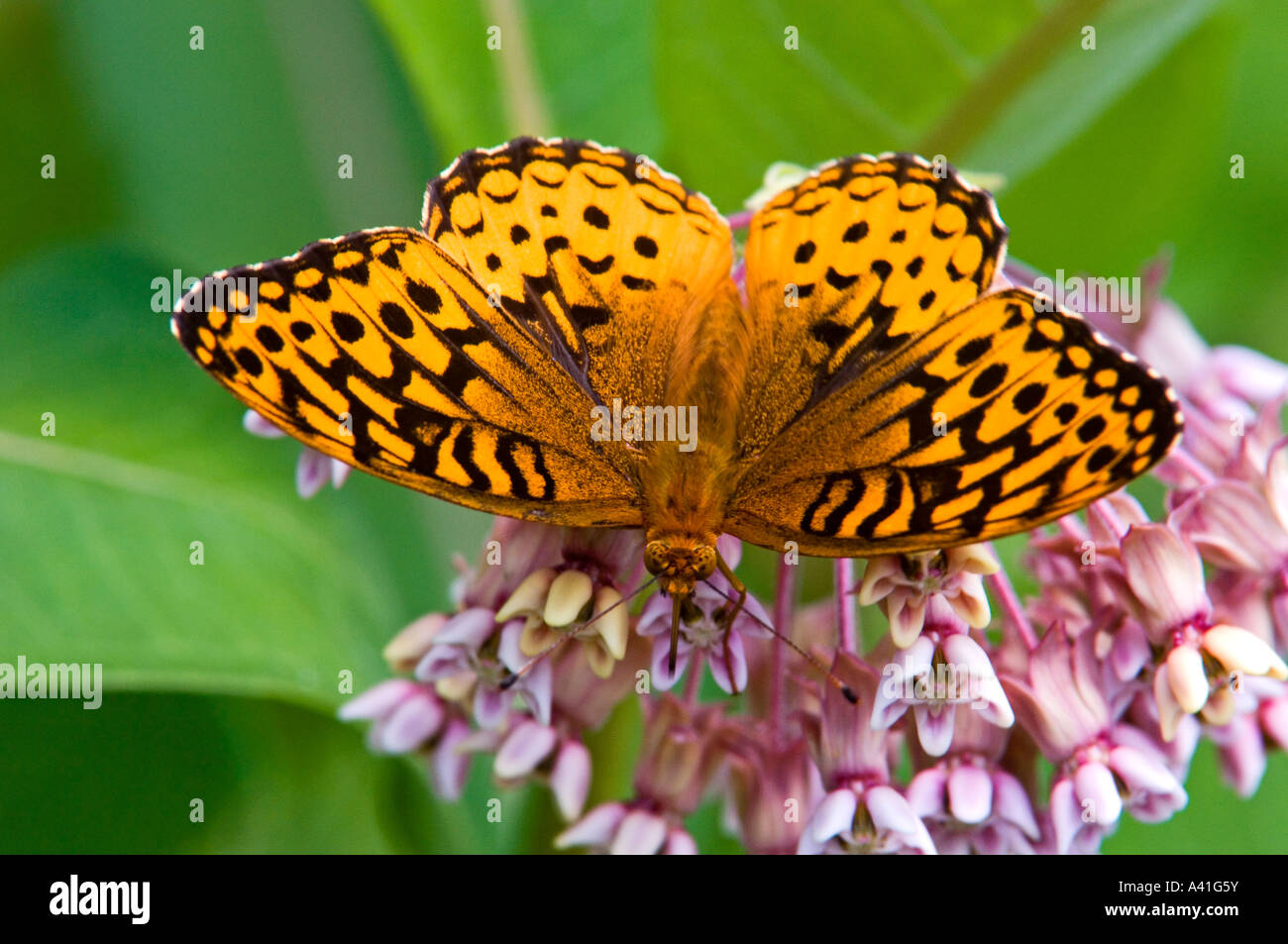 Aphrodite fritillary butterfly hi-res stock photography and images - Alamy