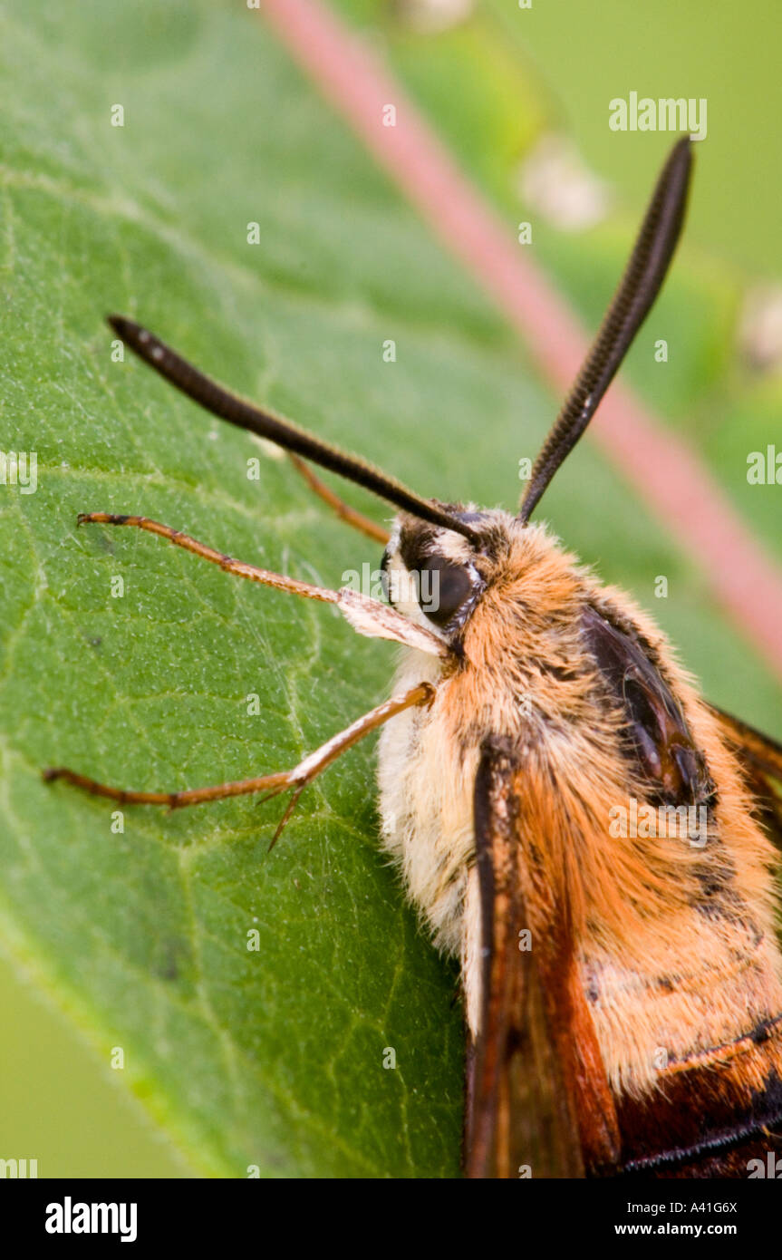Clearwing hummingbird moth (Hemaris thysbe) Aged adult resting on ...