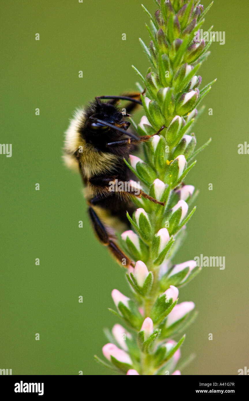 Bombus sp hi-res stock photography and images - Alamy