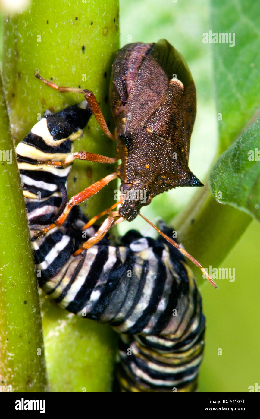 Spined soldier bug (Podisis spp) Feeding on dead monarch (Danaus ...