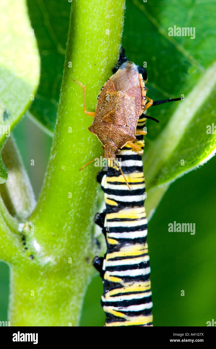 Dead monarch butterfly hi-res stock photography and images - Alamy