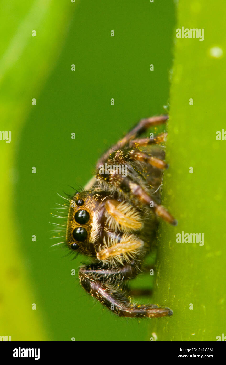 Jumping Spider (Phidippus clarus) Female hiding in milkweed plant ...