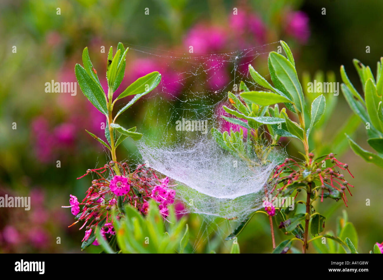 Bowl and doily spider (Frontinella communis) Dewy web sheep laurel ...