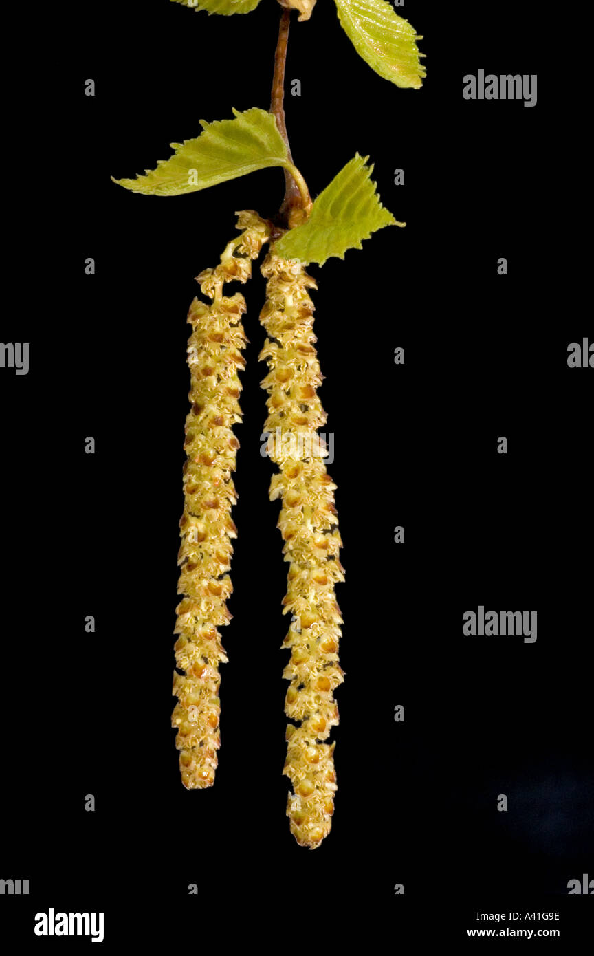 Birch catkins male flowers in spring Stock Photo - Alamy