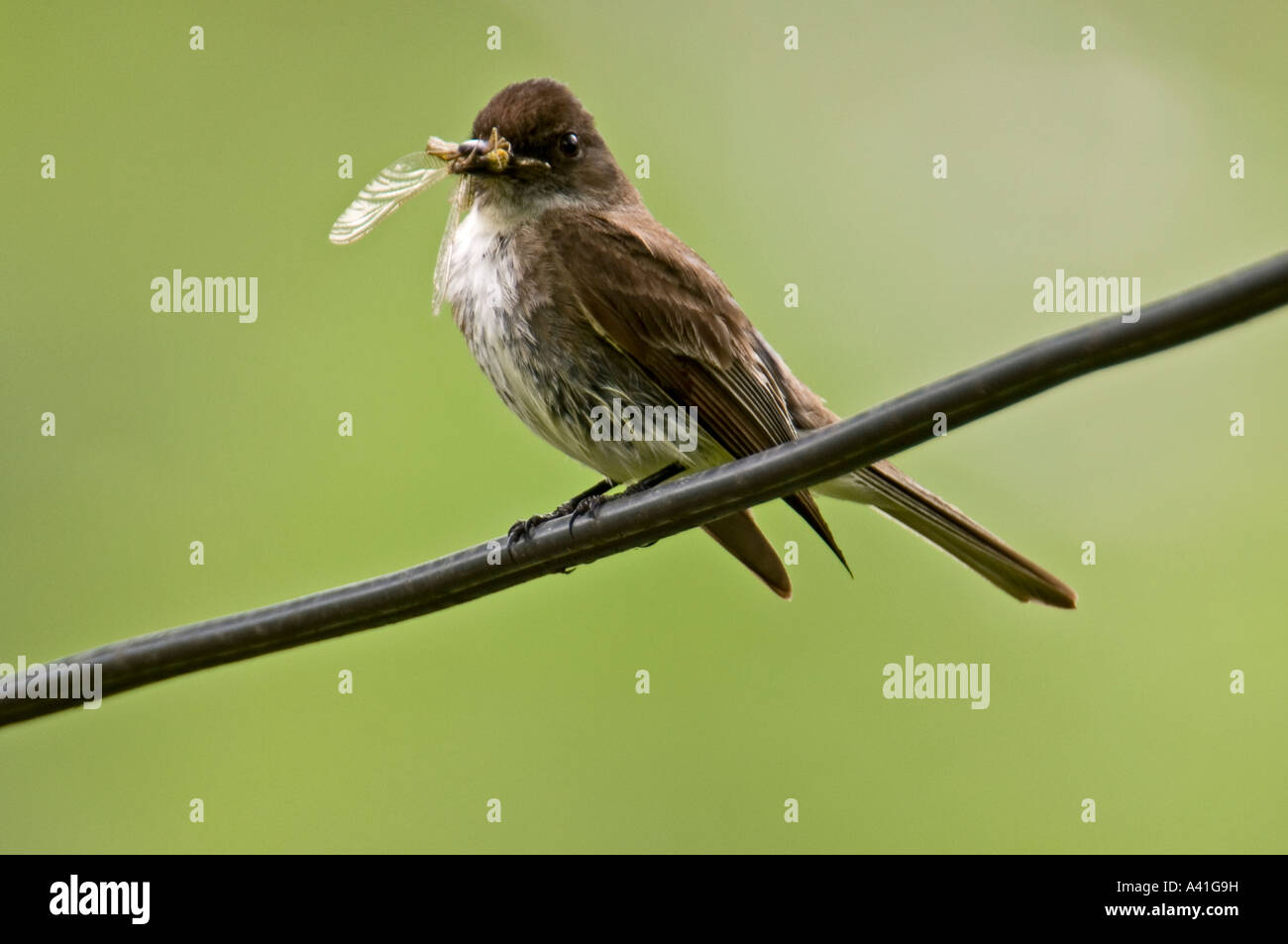 Eastern phoebe nest hi-res stock photography and images - Alamy