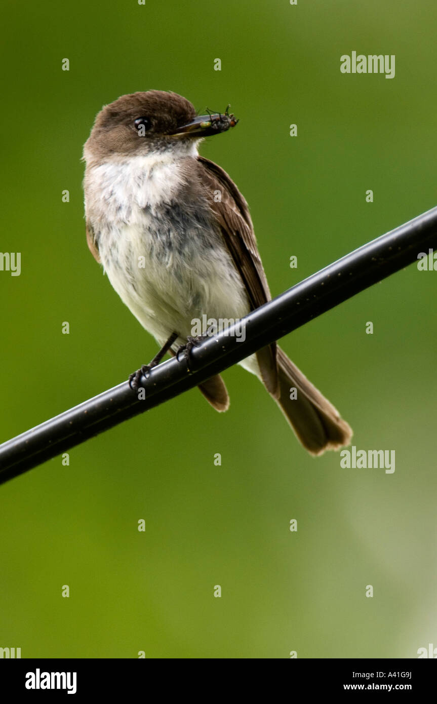 Eastern Phoebe (Sayornis phoebe) Adult with prey on wire near nest ...