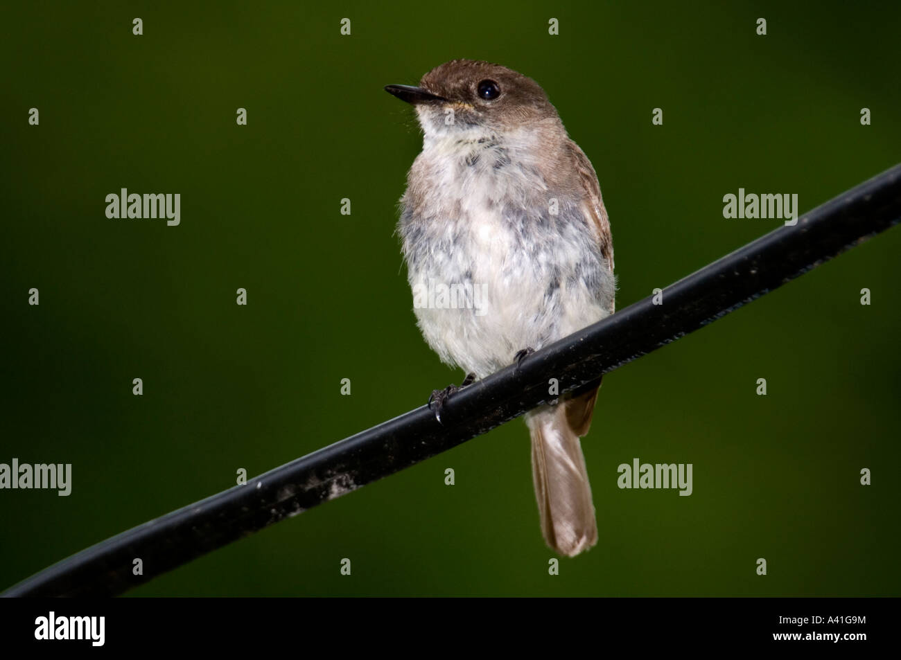 Eastern phoebe nest hi-res stock photography and images - Alamy