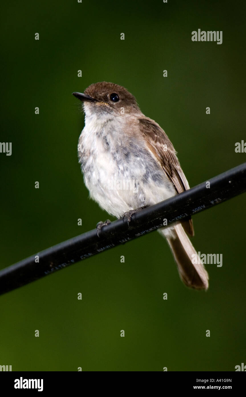 Eastern Phoebe (Sayornis phoebe) Adult with prey on wire near nest ...