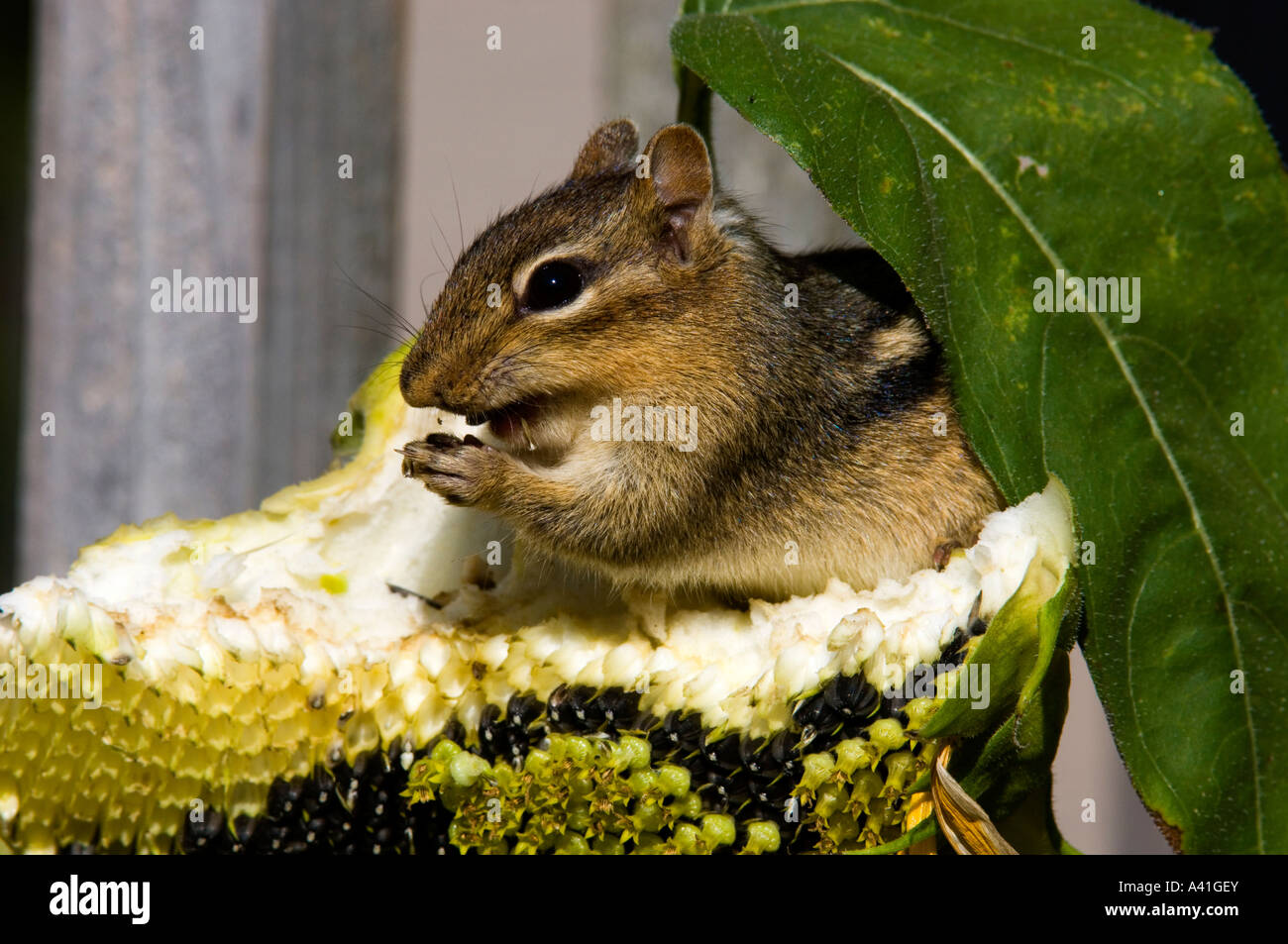 Cheek Pouches High Resolution Stock Photography and Images - Alamy
