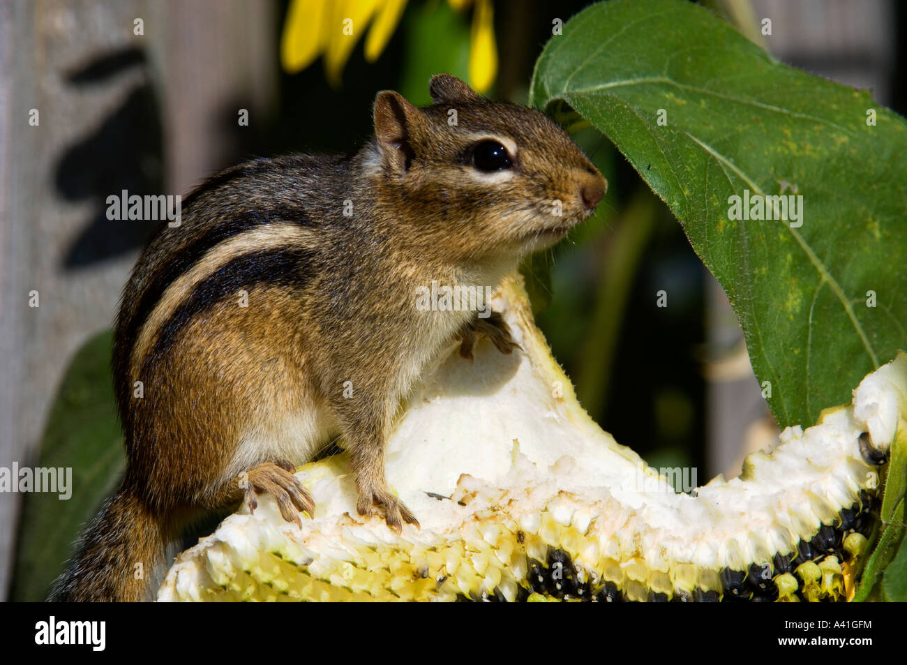 Cheek Pouches High Resolution Stock Photography and Images - Alamy