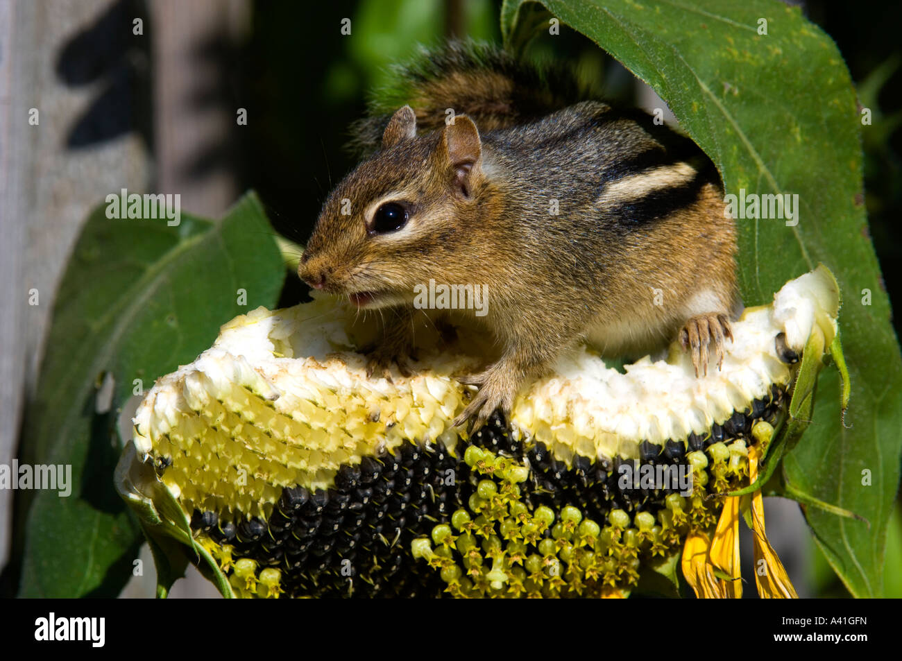 Cheek pouches hi-res stock photography and images - Alamy