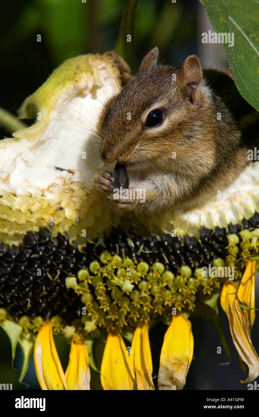 Cheek Pouches High Resolution Stock Photography and Images - Alamy