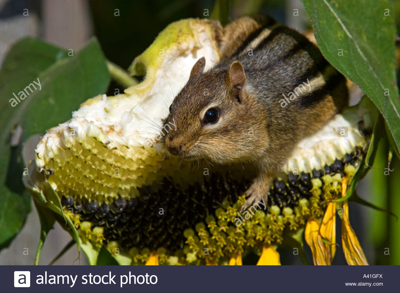 Cheek Pouches Stock Photos & Cheek Pouches Stock Images - Alamy