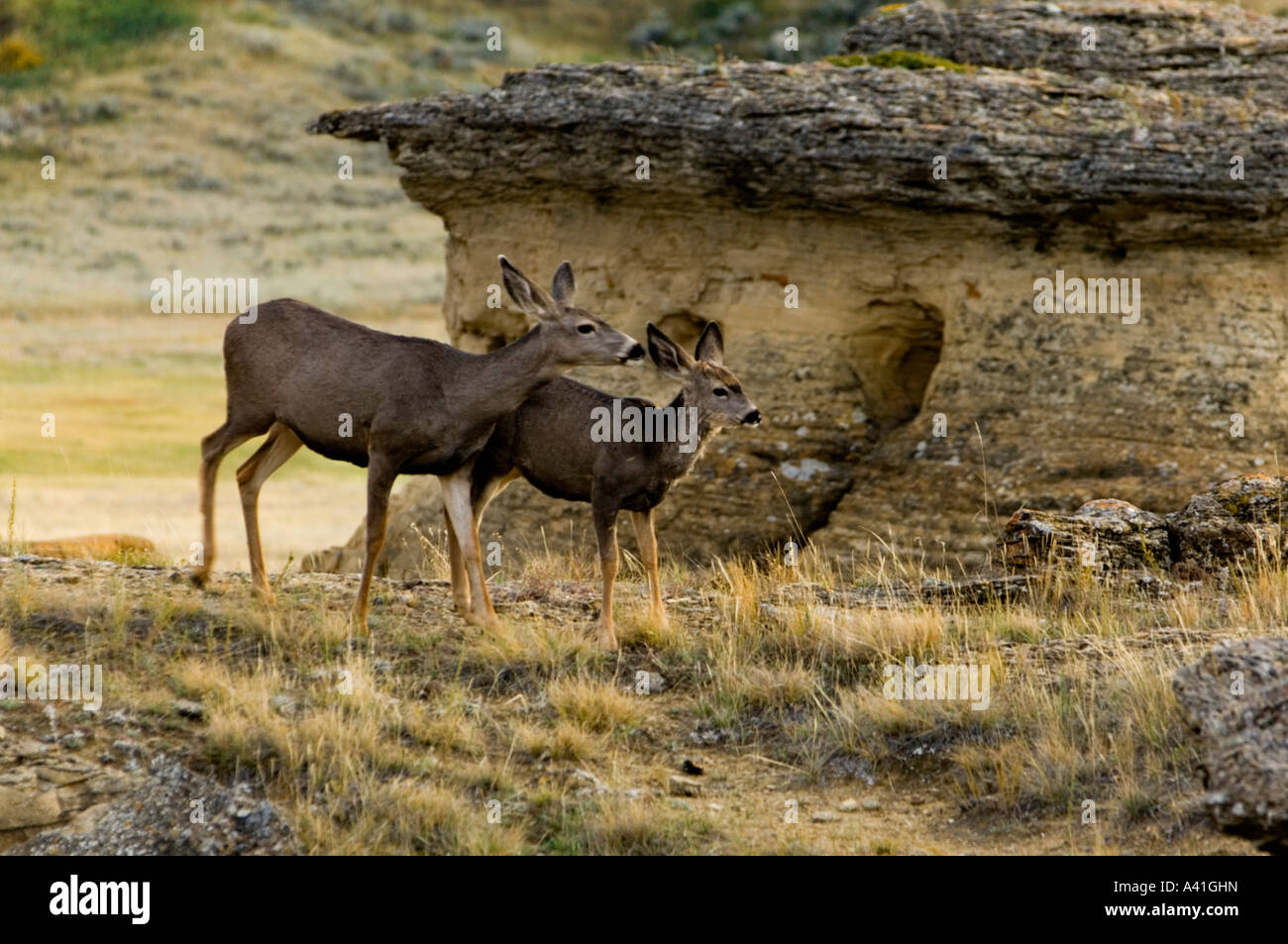 Mule deer (Odocoileus hemionus) doe and fawn in hoodoo landscape ...